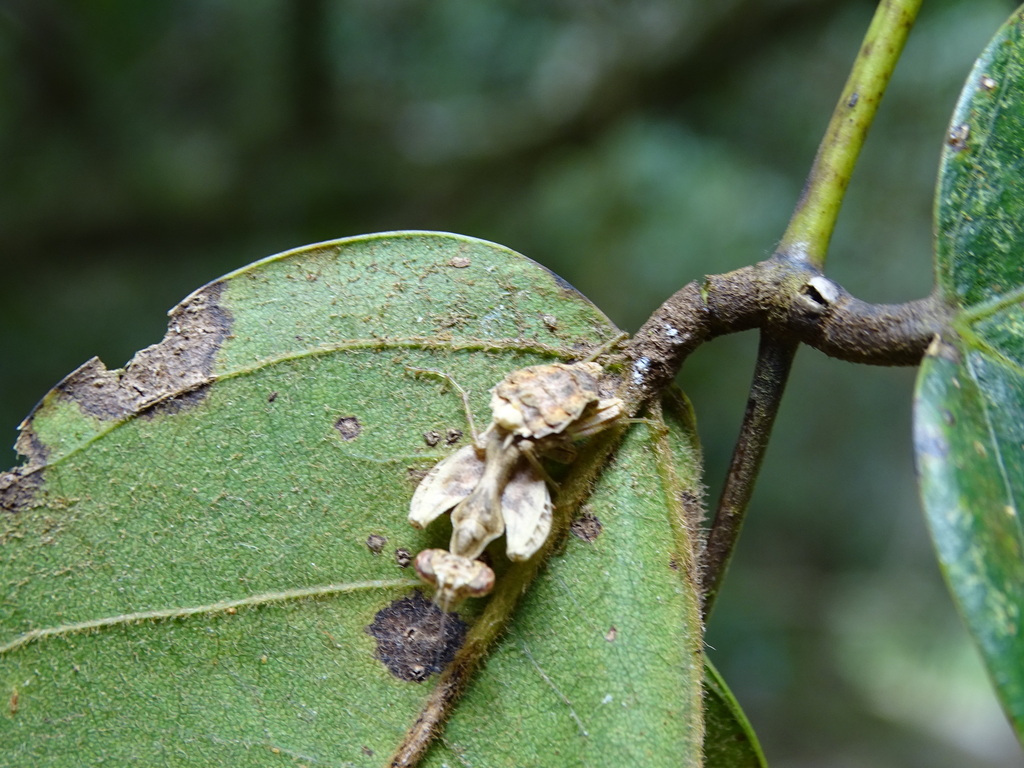 Acromantis from 336台灣桃園市復興區 on March 10, 2024 at 01:31 PM by 李成華 ...