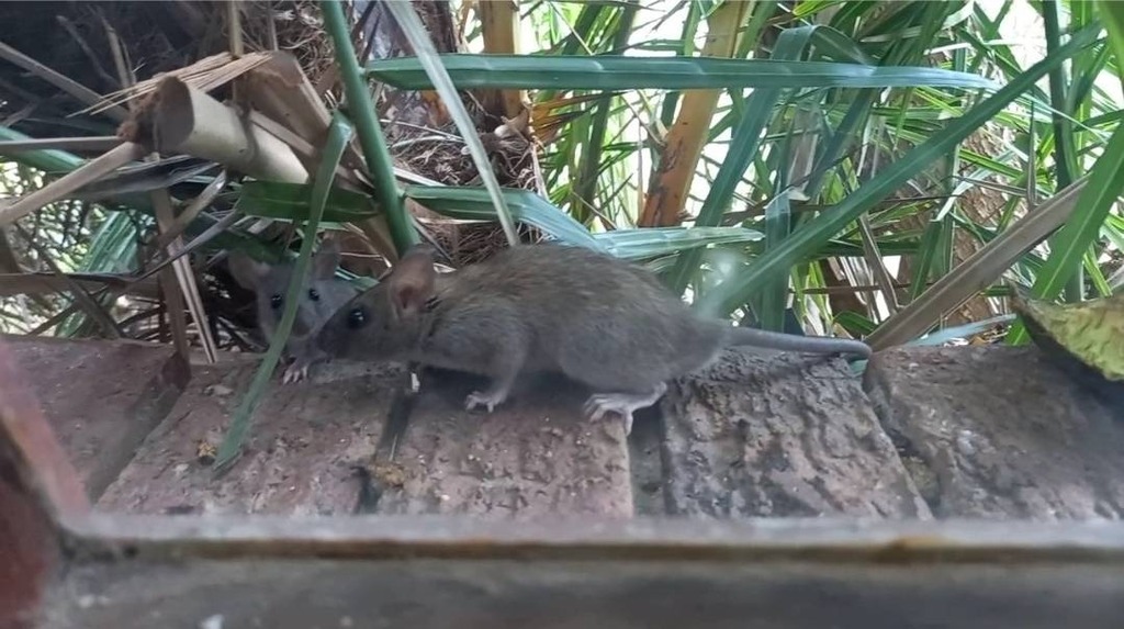 Old World Rats from Strand, Cape Town, South Africa on September 8 ...