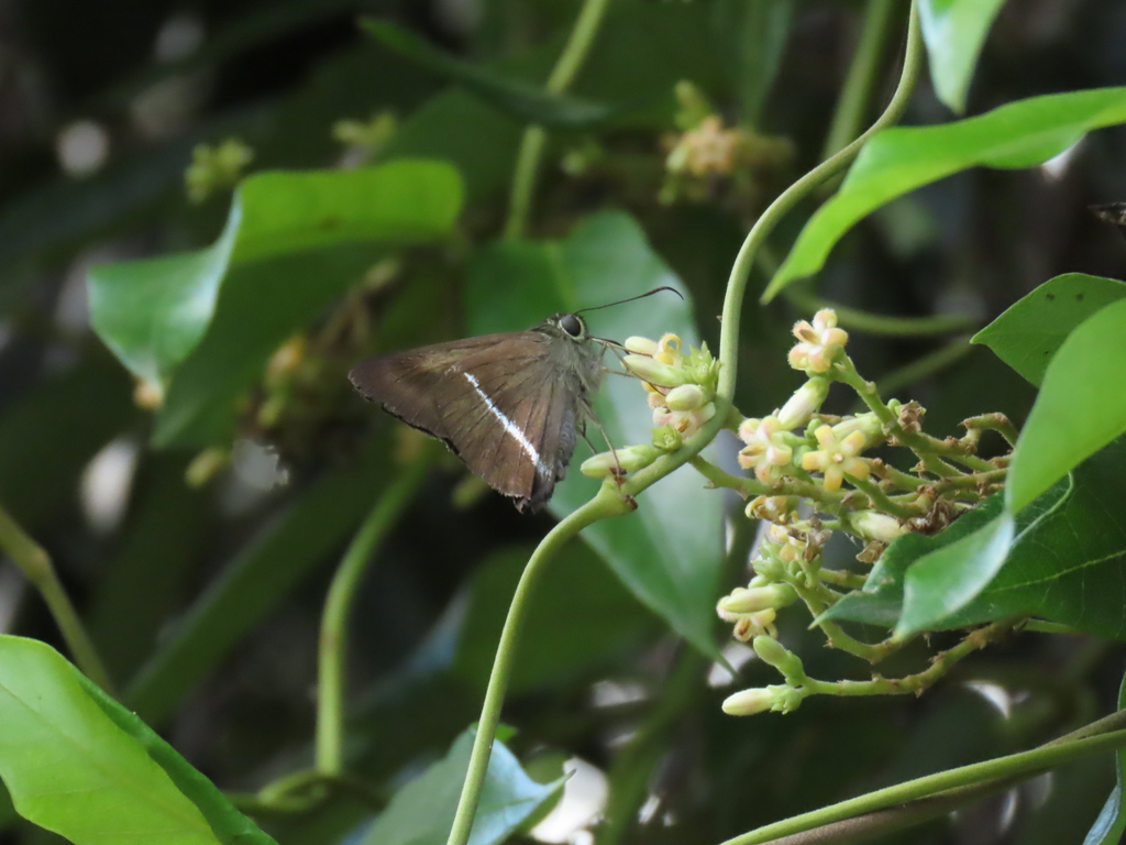 Narrow-banded Awl in March 2024 by J's Birds and Butterflies · iNaturalist
