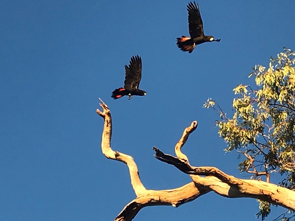 Red-tailed Black Cockatoo from Alice Springs- Heavitree, AU-NT, AU on ...