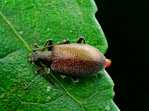 Lagria formosensis · iNaturalist
