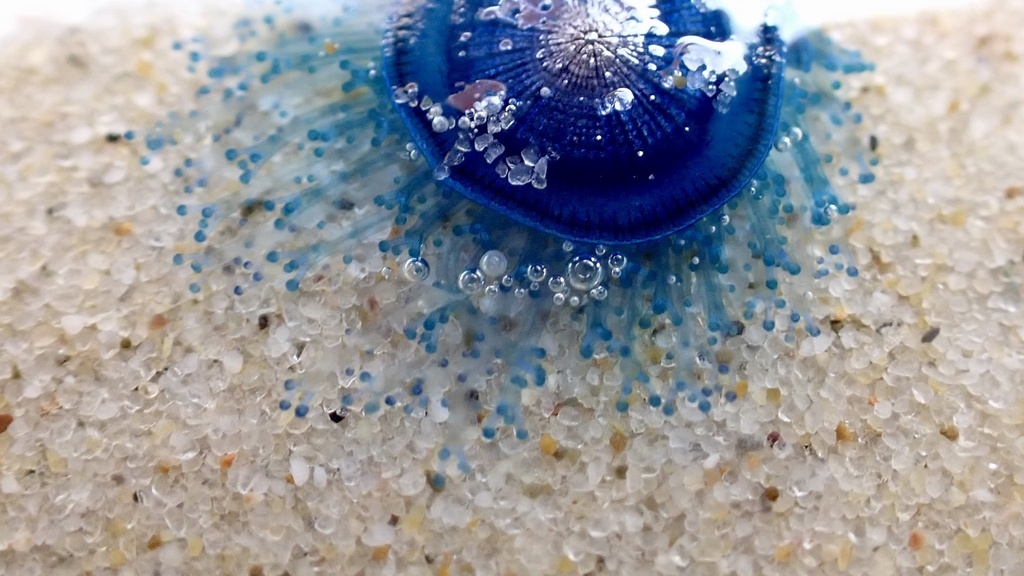 Blue Button from Coral Sea, Broken Head, NSW, AU on March 10, 2024 at ...