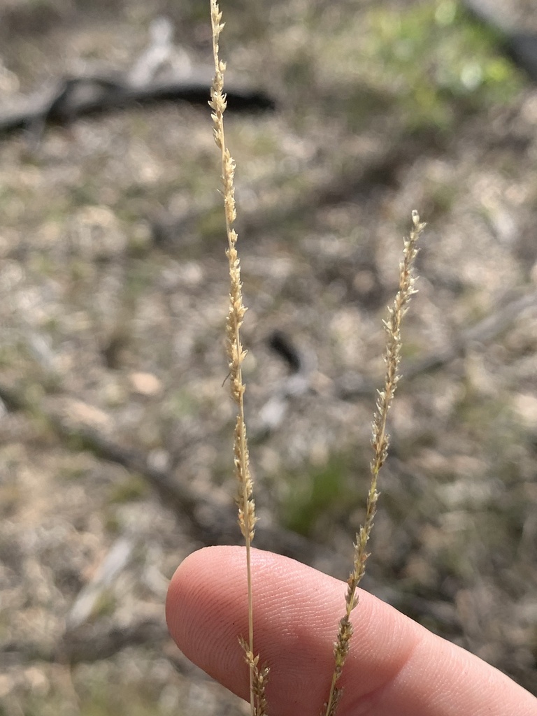 Slender Rat's Tail Grass from Darts Creek, QLD, AU on March 9, 2024 at ...