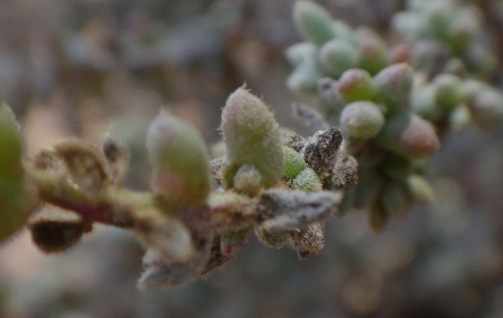 Black Bluebush from Mungo NSW 2715, Australia on October 12, 2019 at 09 ...