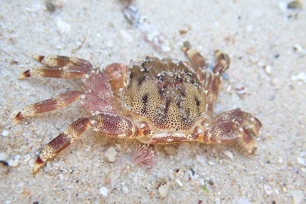 Shiny Bait Crab from Skennars Head NSW 2478, Australia on March 10 ...