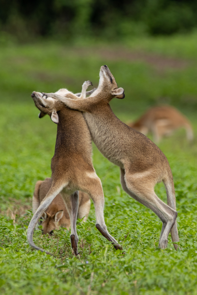 Typical Wallabies (Notamacropus) - Know Your Mammals