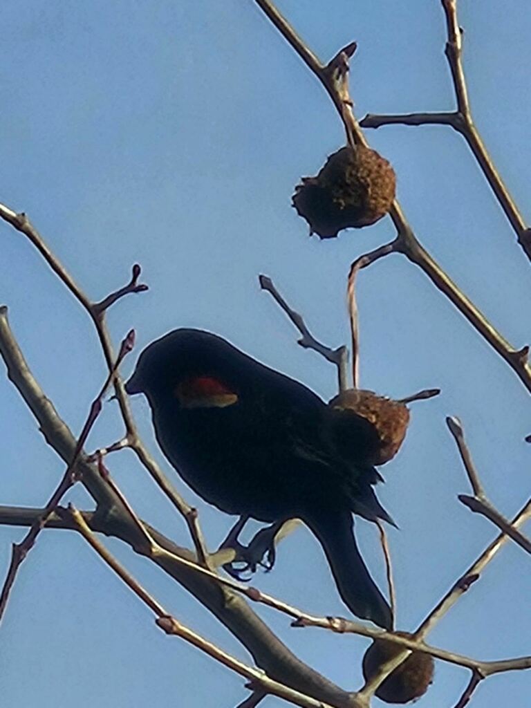 Red-winged Blackbird from College Park, MD, USA on March 8, 2024 at 07: ...