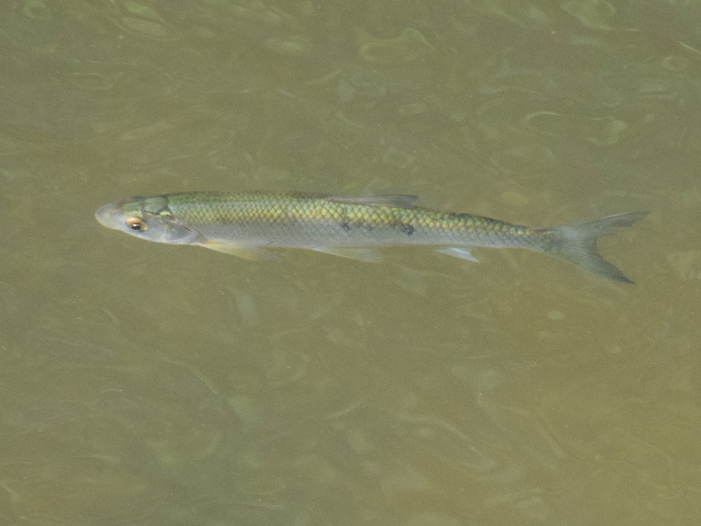 Common dace (Leuciscus leuciscus) - Marine Life Identification