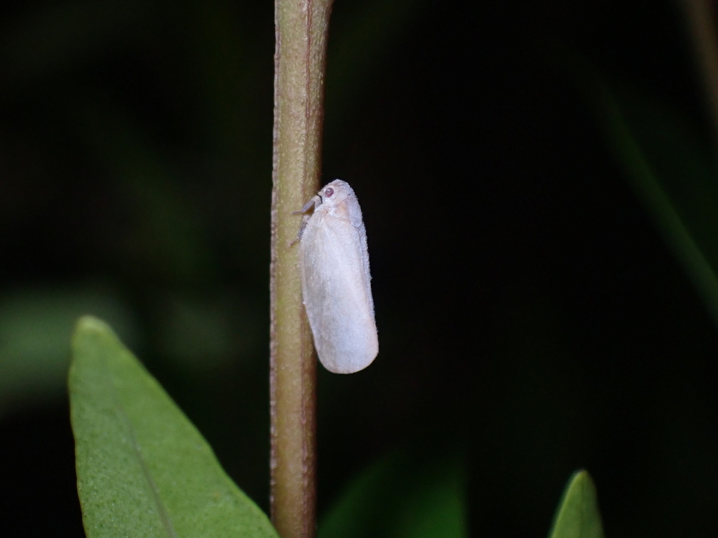 Grey planthopper from 4 Ronald Ct, Somerville VIC 3912, Australia on ...