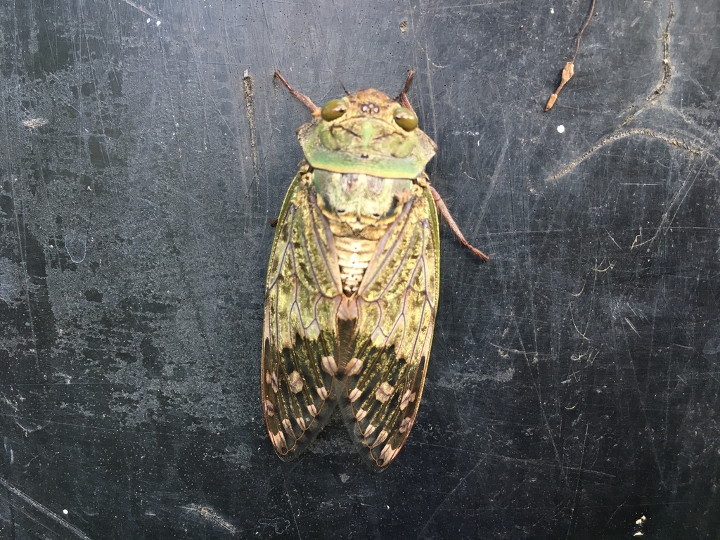 Ugada nigrofasciata from epulu on April 21, 2019 at 08:05 AM by Idriss ...