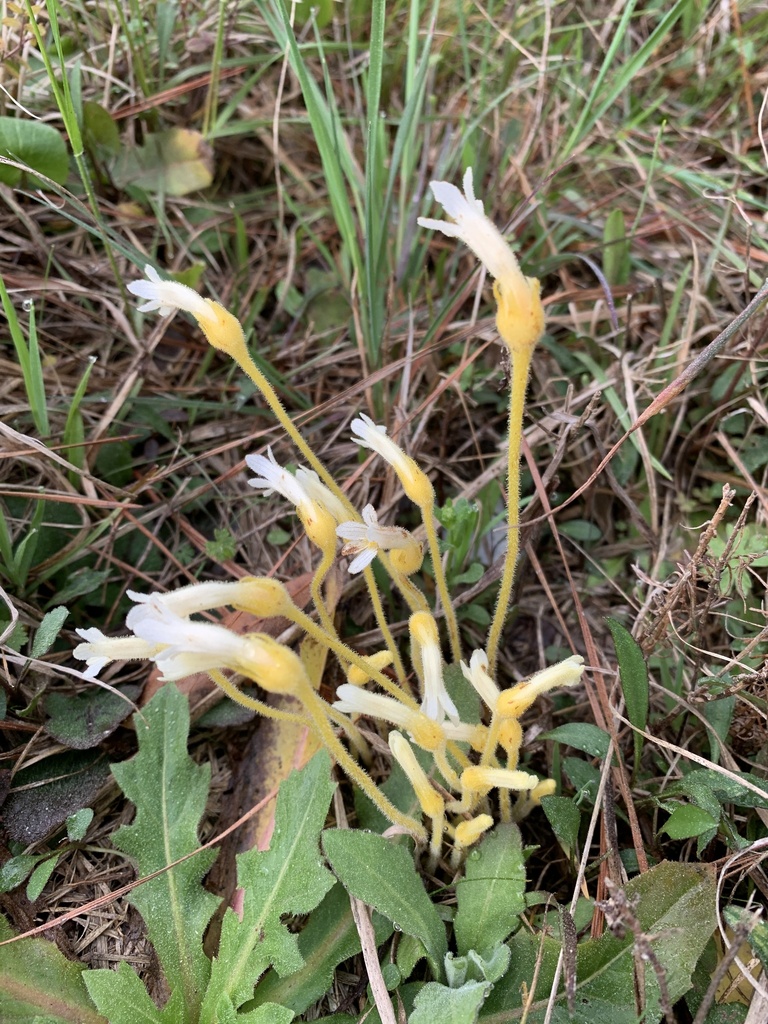 one-flowered cancer-root from Ocean Hwy, Pawleys Island, SC, US on ...