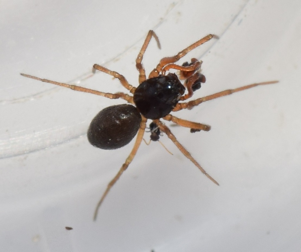 Tooth-palped Money Spider from Herkenbosch, Nederland on June 17, 2022 ...