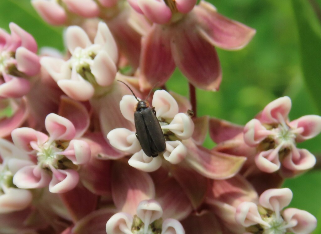Dark Firefly from Butterfly Ridge prairie on June 28, 2023 at 03:26 PM ...