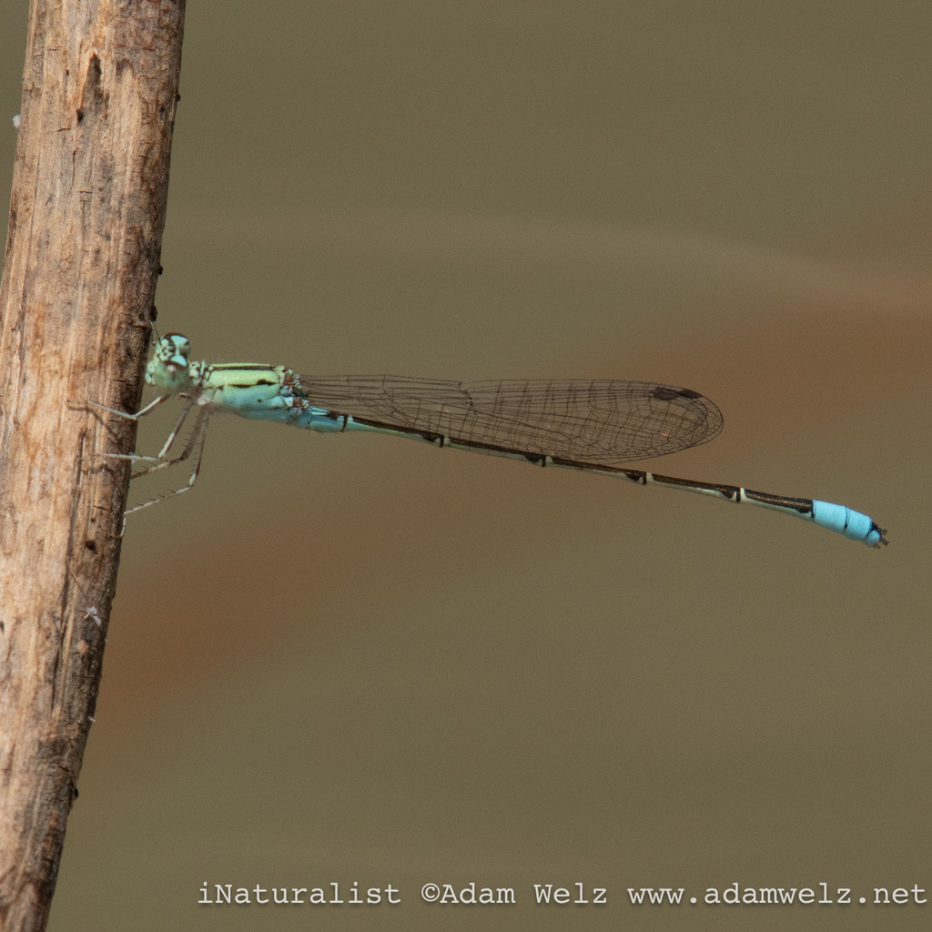 Pseudagrion torridum from Noumbiel, Burkina Faso on February 25, 2024 ...
