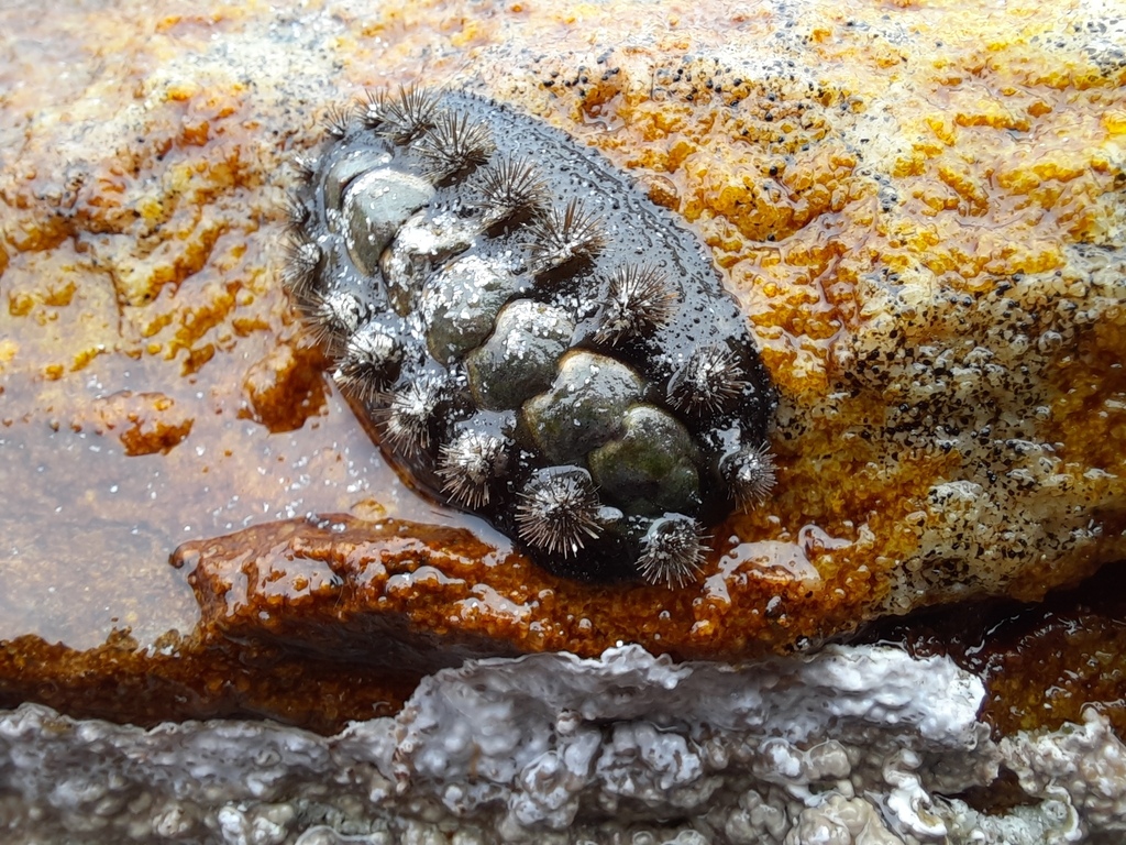 Spiny Chiton from Scarborough, Cape Town, South Africa on January 18 ...