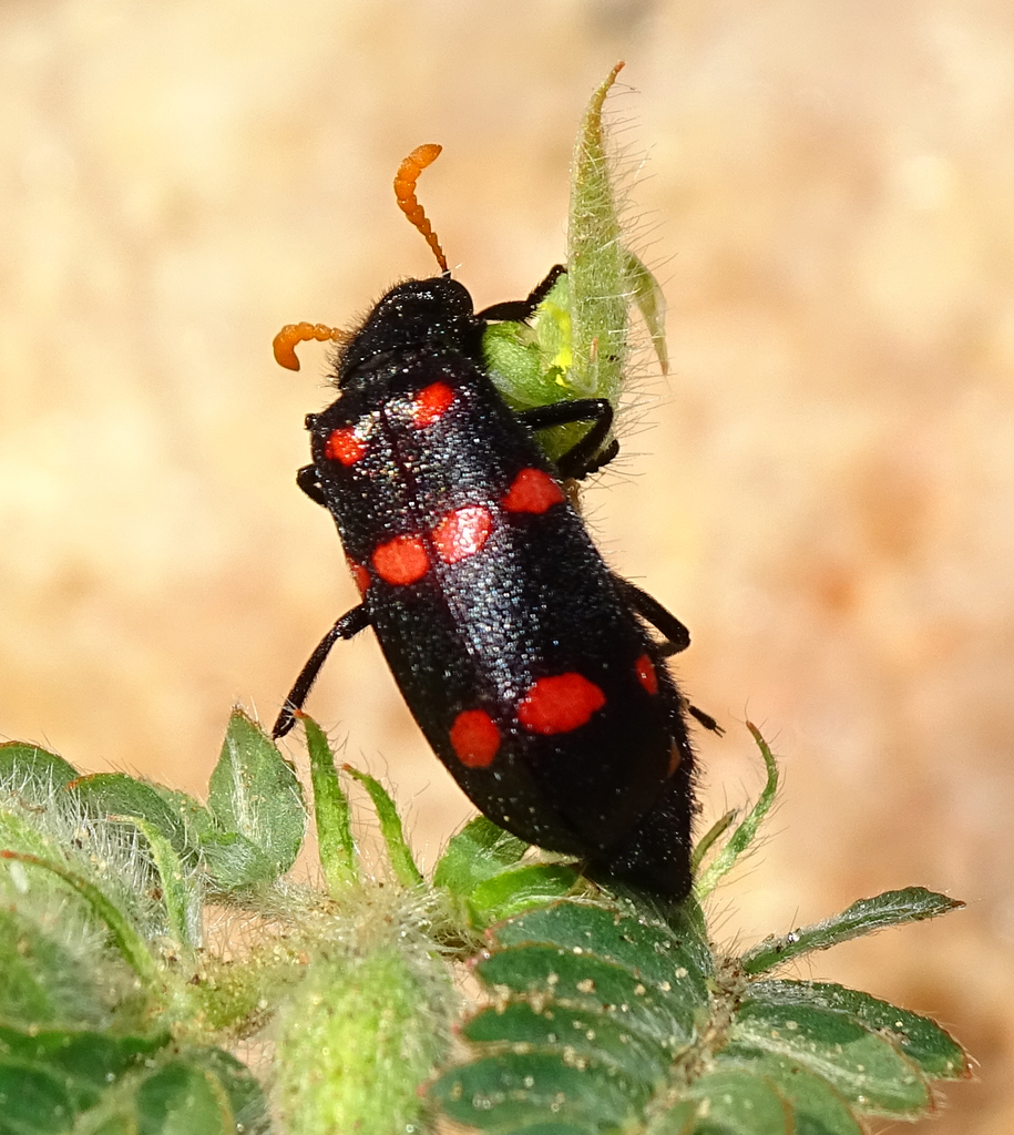 Hycleus hybridus from Next to the D1406 road, Khomas Region, Namibia on ...
