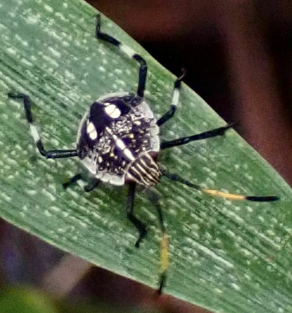 Gum Tree Shield Bug from Numinbah Valley. QLD 4211, Australia on March ...