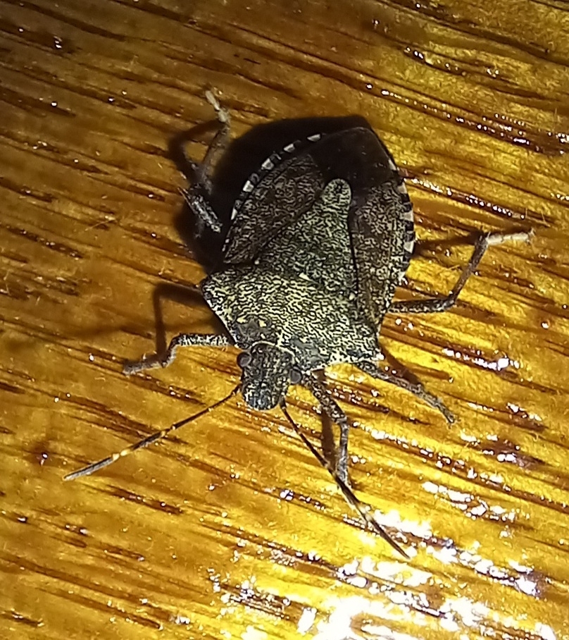 Brown Marmorated Stink Bug from Hightown, VA 24465, USA on February 28 ...