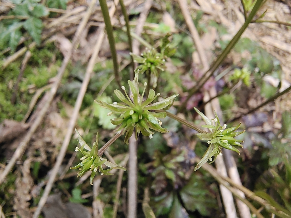 Coptis chinensis from Yichun, CN-JX, CN on March 9, 2024 at 11:51 AM by ...