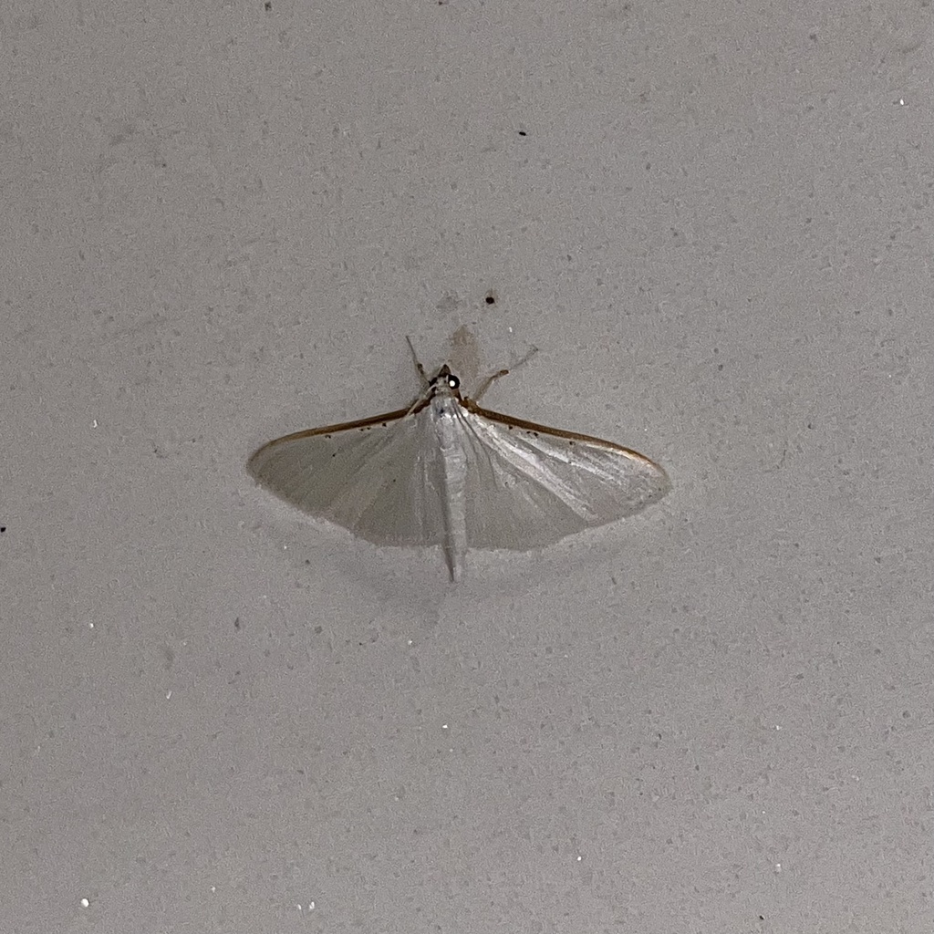 Orange-shouldered Sherbet Moth from Salcete, Davorlim, GA, IN on July ...