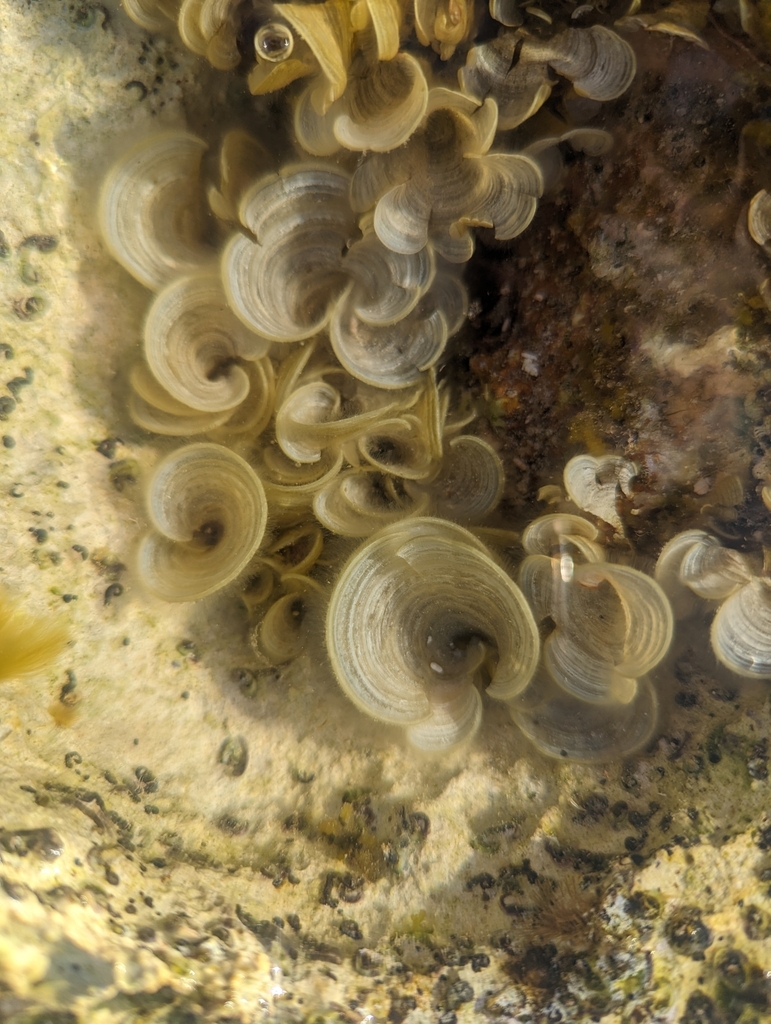 White Scroll Alga from Colonos Cuzamil, Cozumel, Q.R., Mexico on March ...