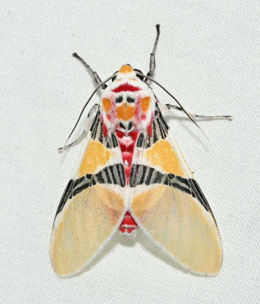 Idalus herois from El Dorado Lodge, Sierra Nevada de, Santa Marta ...