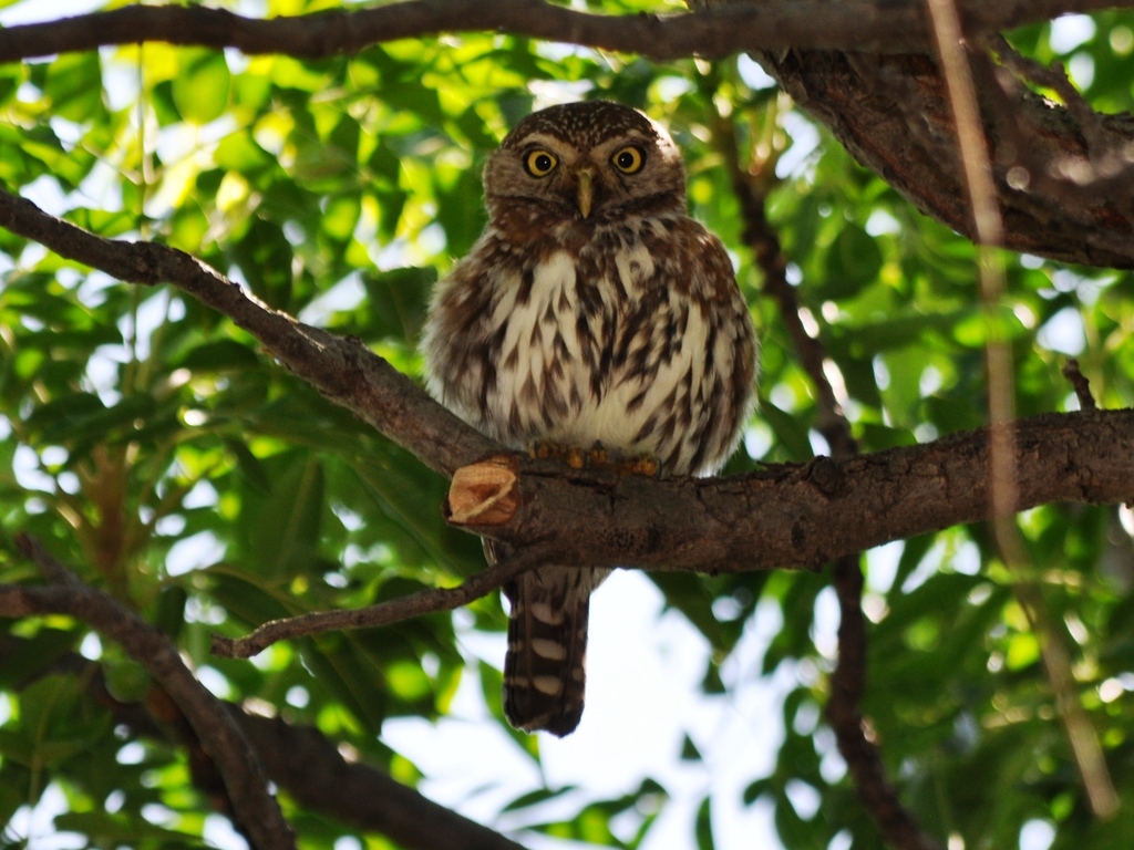 Pearl-spotted Owlet from Gaborone North, Gaborone, Botswana on December ...