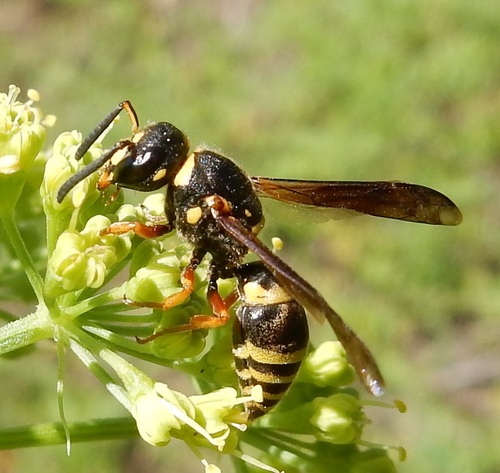 Euodynerus fedoris · NaturaLista Colombia