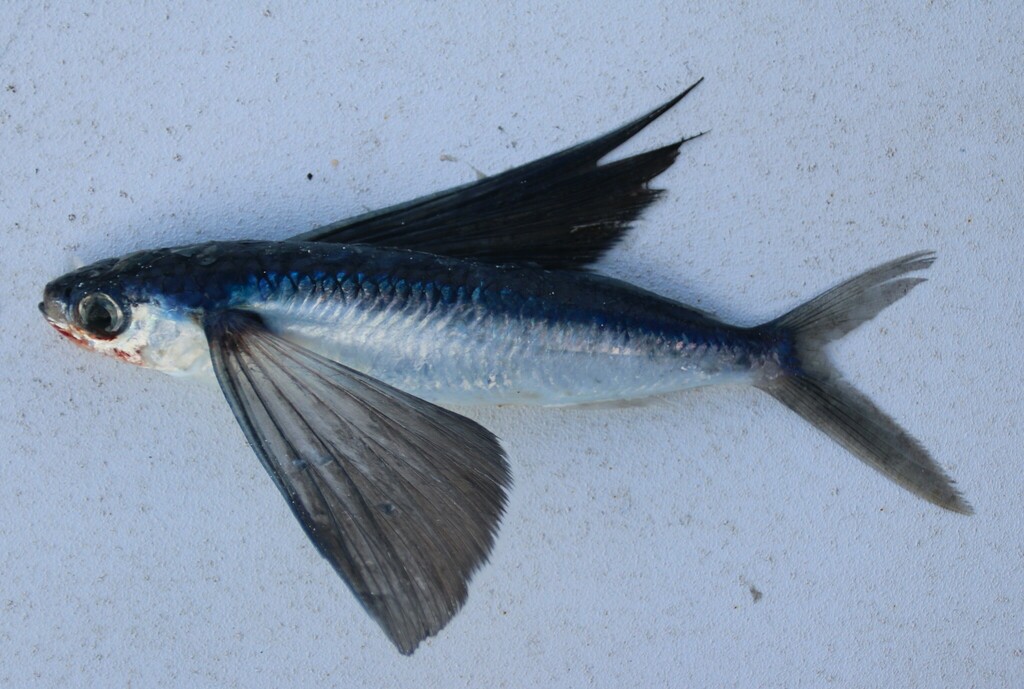 Two-wing flyingfishes (Exocoetus) - Marine Life Identification