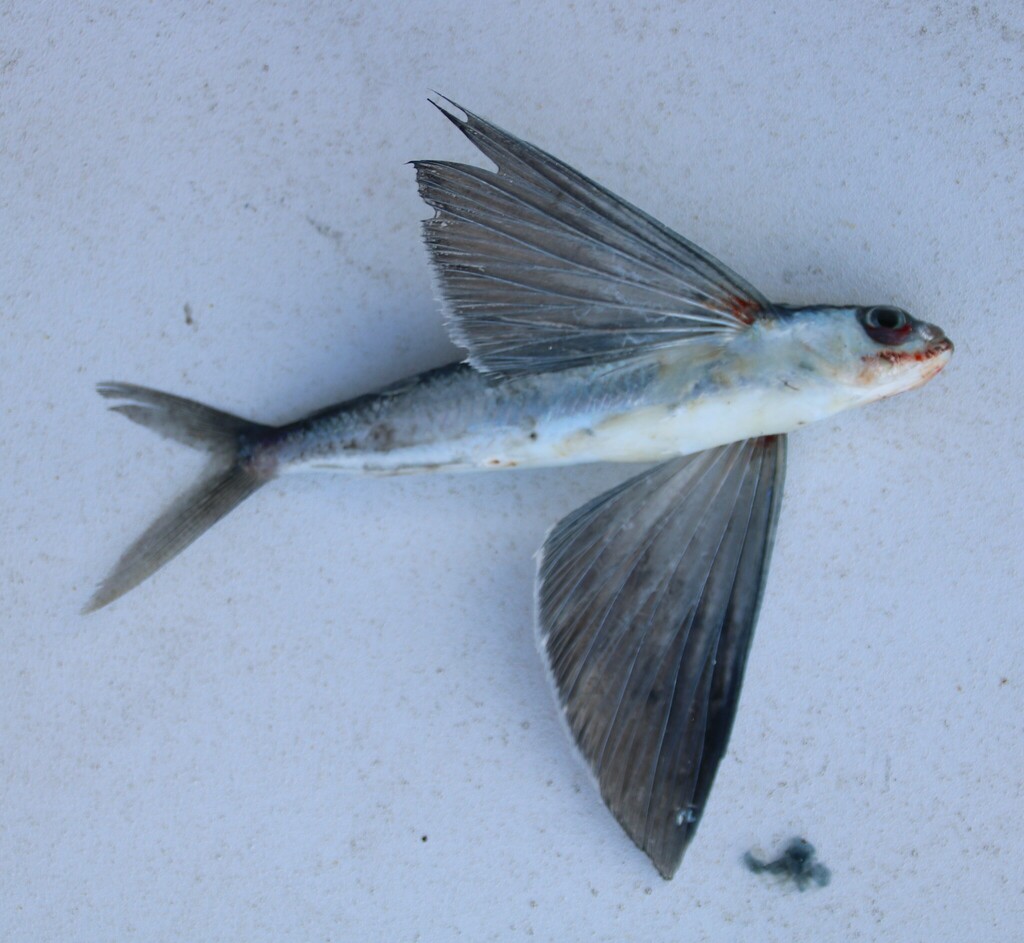 Two-wing flyingfishes (Exocoetus) - Marine Life Identification