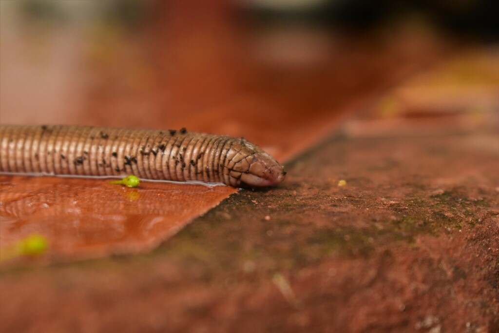 Darwin's Ringed Worm Lizard from Cerrito, 12300 Montevideo ...