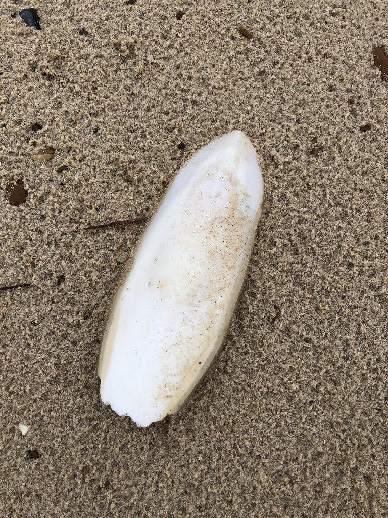 European Common Cuttlefish from Fronk's Road, Harwich, England, GB on ...