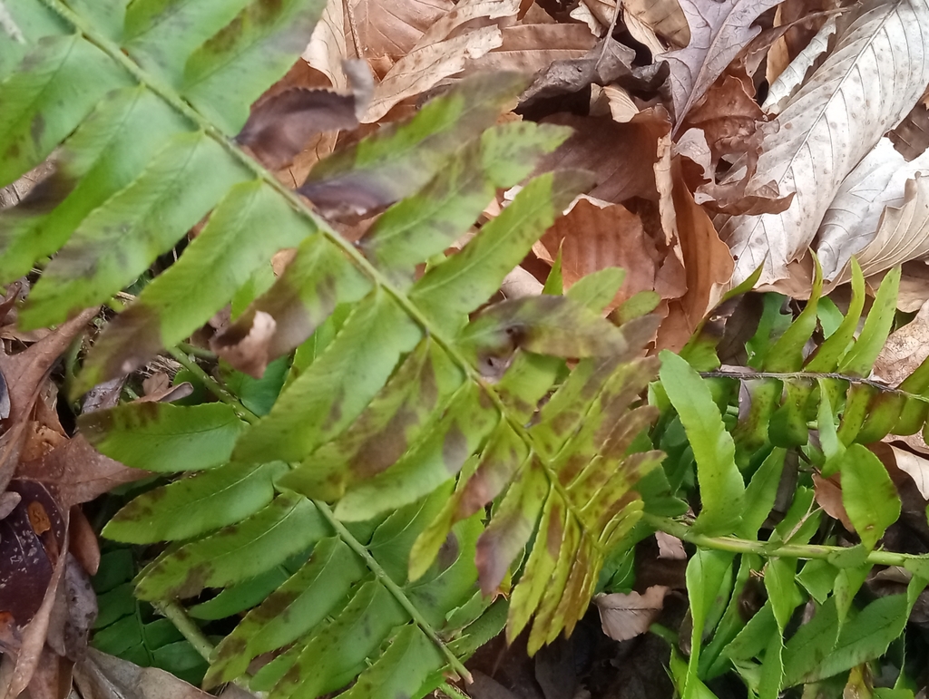 Christmas fern from Rock Creek Park, Washington, DC, USA on March 10 ...