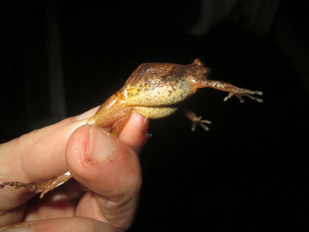 Spring Peeper from Rocky Face Mountain Recreational Area, 3451 Rocky ...