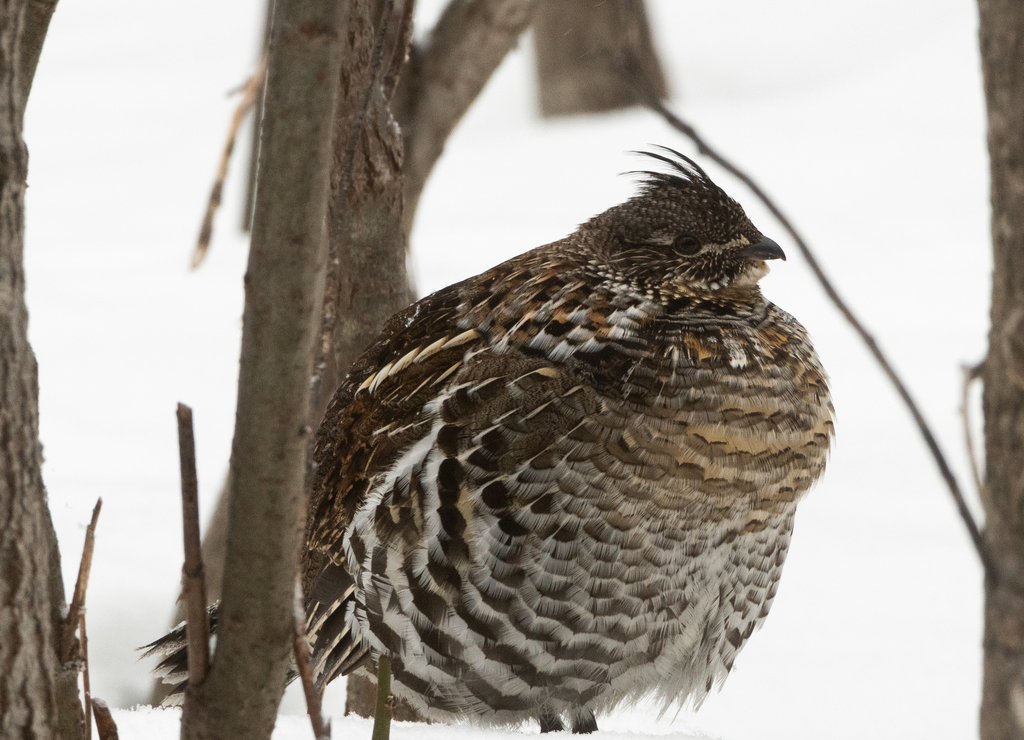 Ruffed Grouse from Val-d'Or, QC, Canada on March 10, 2024 at 10:12 AM ...