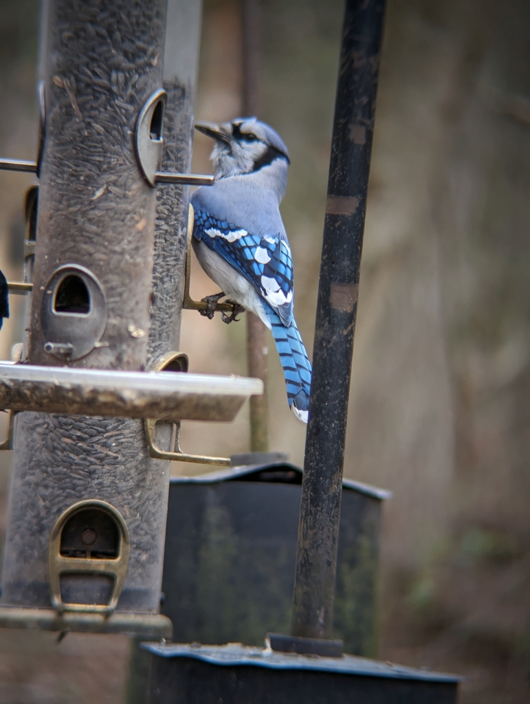 Blue Jay from Rowe Visitor Center, Milford, OH 45150, USA on March 10 ...
