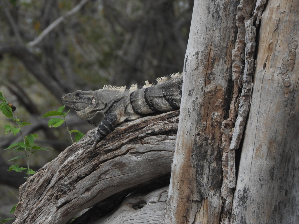 Black Spiny-tailed Iguana from Mérida, Yuc., México on March 5, 2024 at ...