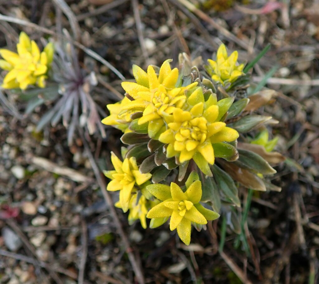 Mustard Flower Rust from Carlton, WA, USA on March 10, 2024 at 10:13 AM ...