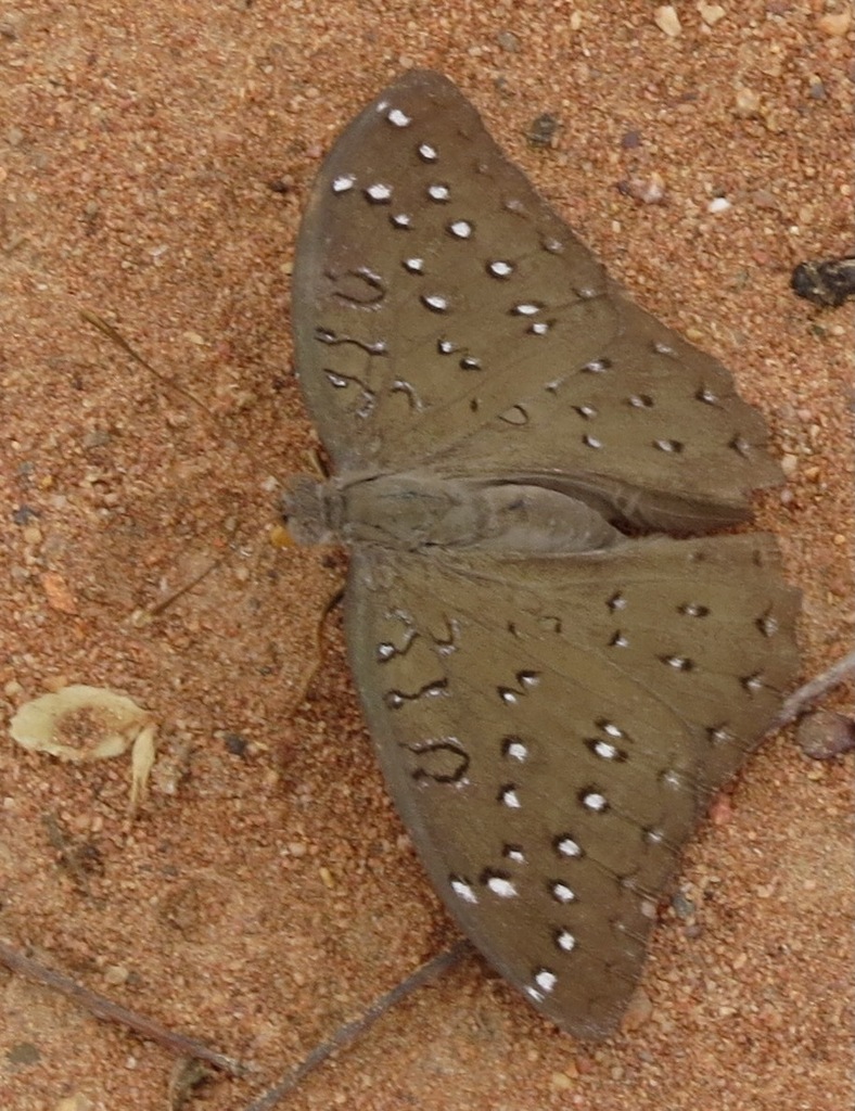 Guinea-fowl Butterfly from Tanguiéta, Benin on March 16, 2014 at 12:55 ...