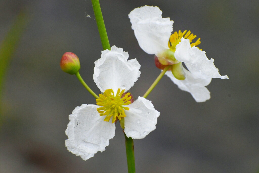 bulltongue arrowhead from Cypress Harbour, Orange County, FL, USA on March 03, 2024 at 06:55 AM ...