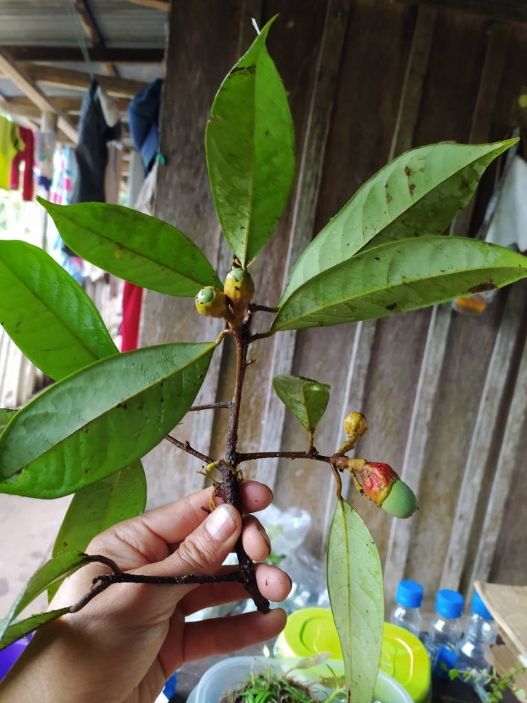 Aniba parviflora from Belén de Los Andaquíes, Caquetá, Colombia on ...