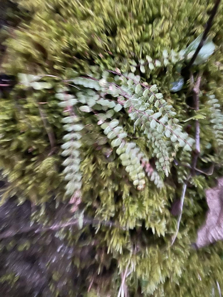 maidenhair spleenwort in March 2024 by Joe Brehm · iNaturalist