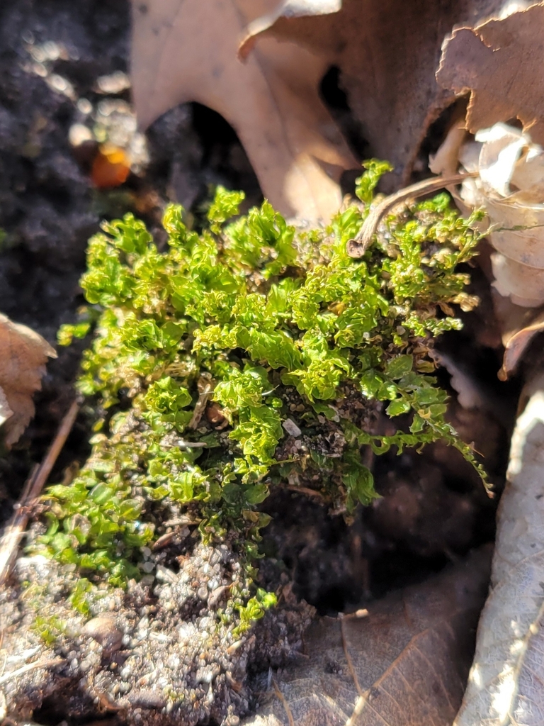 Woodsy Thyme-moss from Ottawa Township, MN, USA on March 10, 2024 at 10 ...