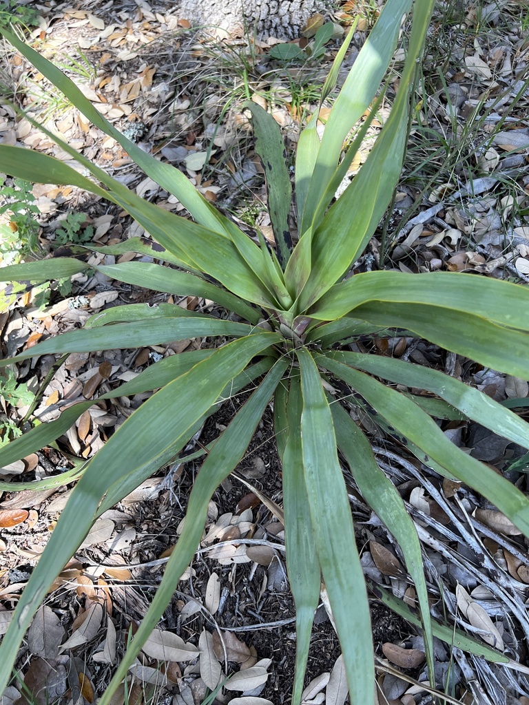 Twisted-leaf Yucca from Longhorn Cavern State Park, Burnet, TX, US on ...