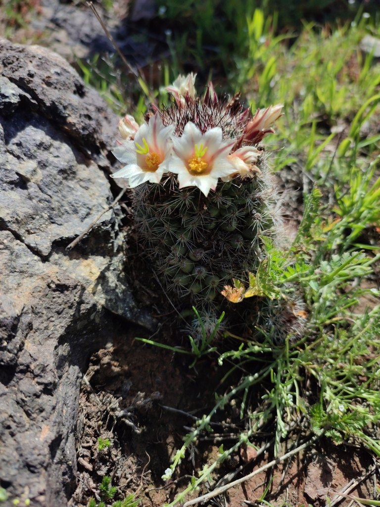 Peninsular fishhook cactus from Zona playitas, llegando al cerro del ...