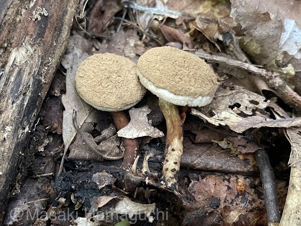 Powder Cap in October 2023 by Masaki Hamaguchi. ガッツリ胞子 · iNaturalist