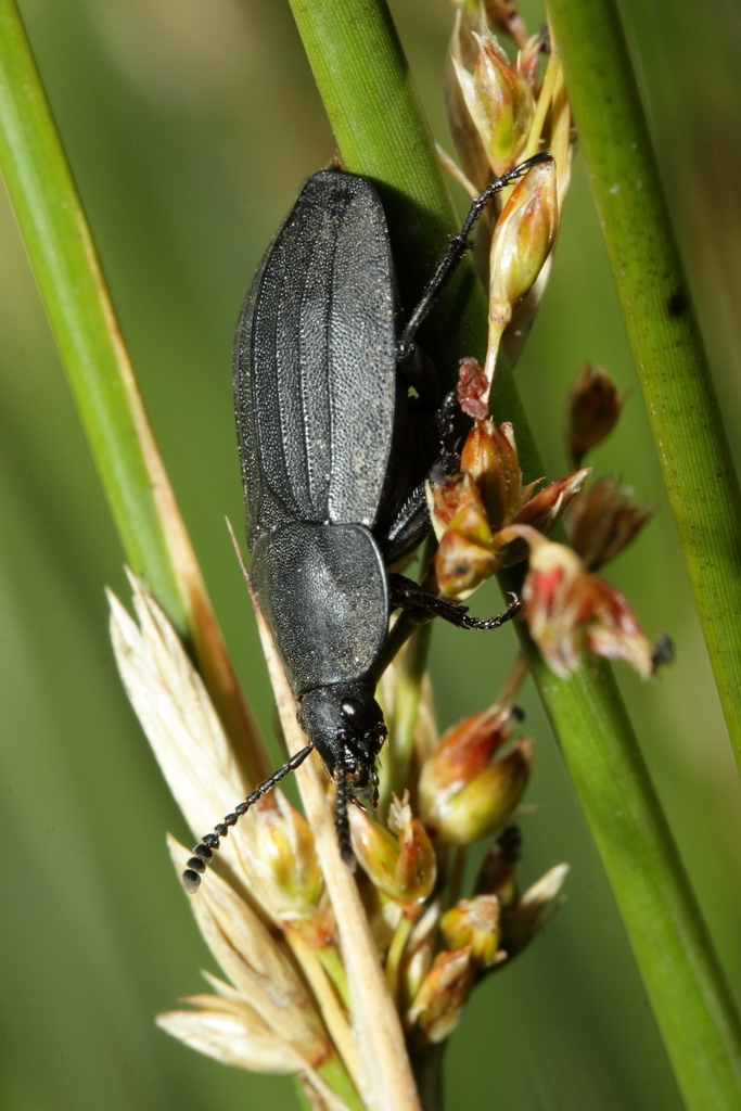 Silpha tristis from 3880 Válega, Portugal on June 11, 2011 at 10:25 AM ...
