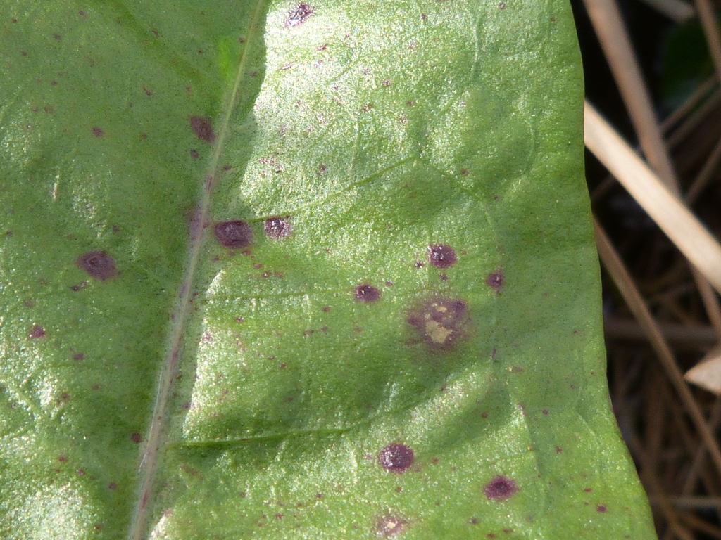 Red Dock Spot from Lincoln, CA, USA on March 10, 2024 at 09:32 AM by ...