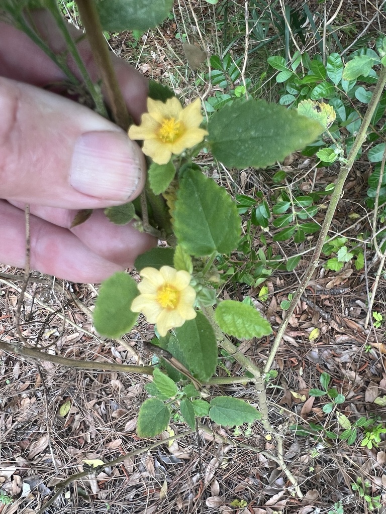 flannel weed from Palm City, FL, US on March 10, 2024 at 01:18 PM by ...