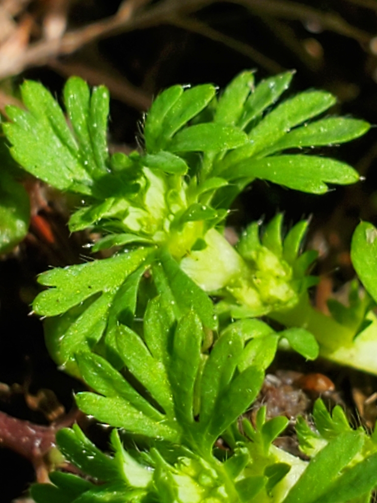 Slender parsley-piert from Greenville, NC, USA on March 10, 2024 at 02: ...